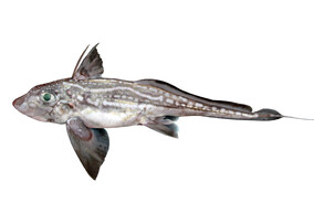 Vela Fishing | Wholesale New Zealand fish & green mussels | Vela Fishing