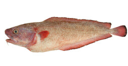 Blue Mackerel | Blue Warehou | Ruby Fish | Red Cod | Monkfish | Gemfish ...