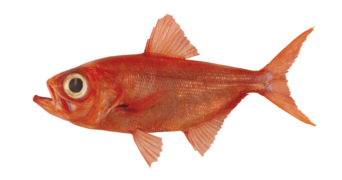 NZ Alfonsino | Beryx splendens | Vela Fishing